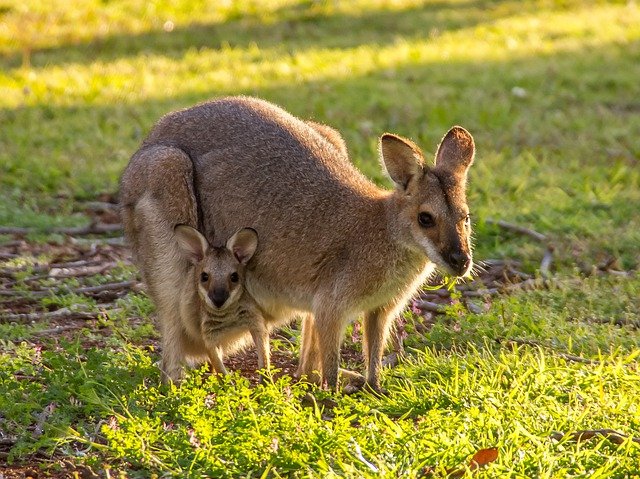Reader Friday: Describe Your Writing with Kangaroos | Killzoneblog.com