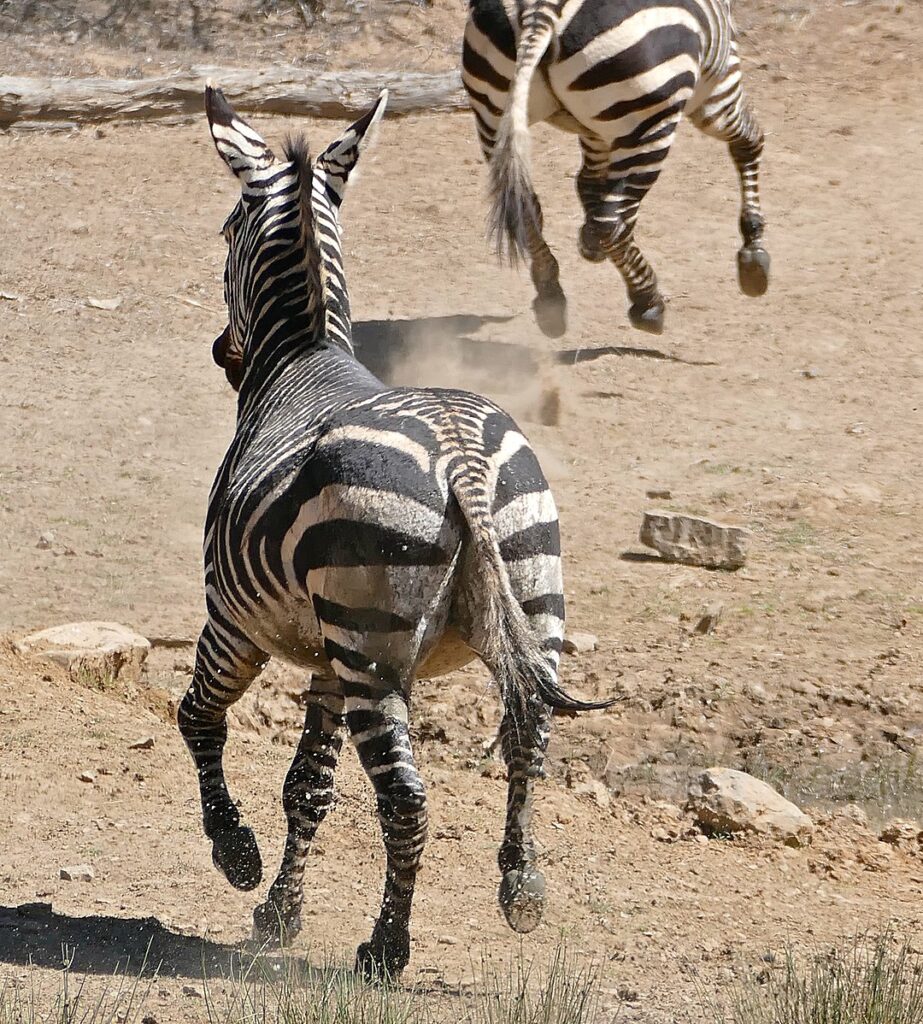 Fight, Flight, Freeze, or Fawn? | Killzoneblog.com